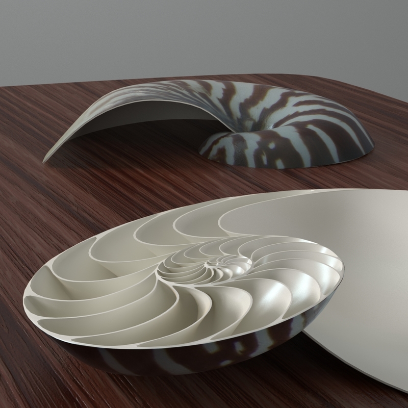 3d model nautilus shell