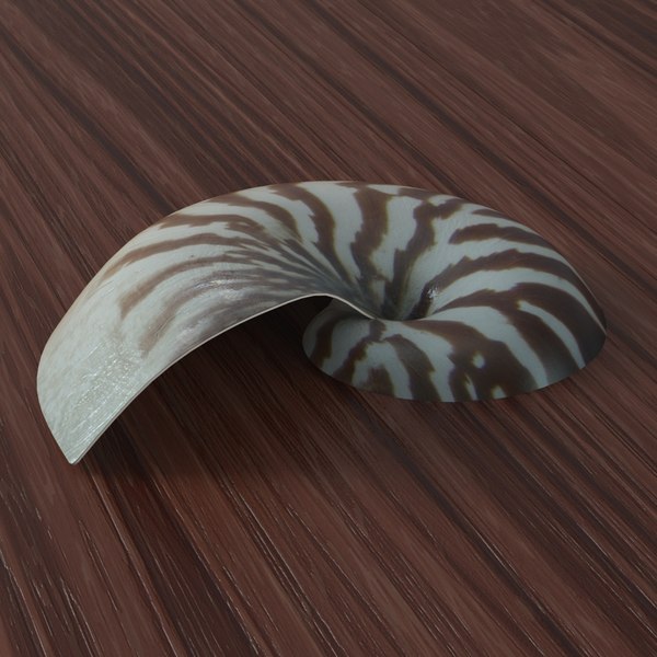 3d model nautilus shell