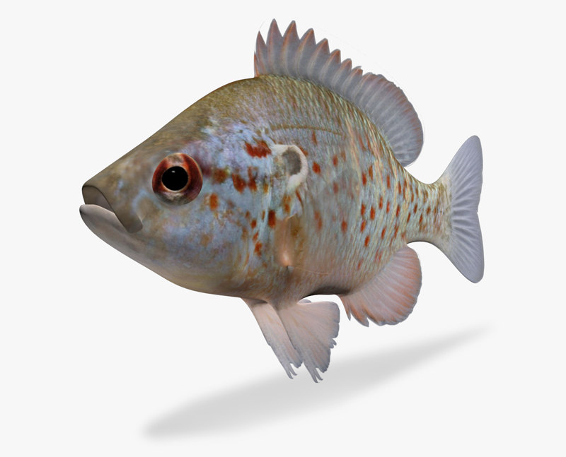 lepomis humilis orangespotted sunfish ma