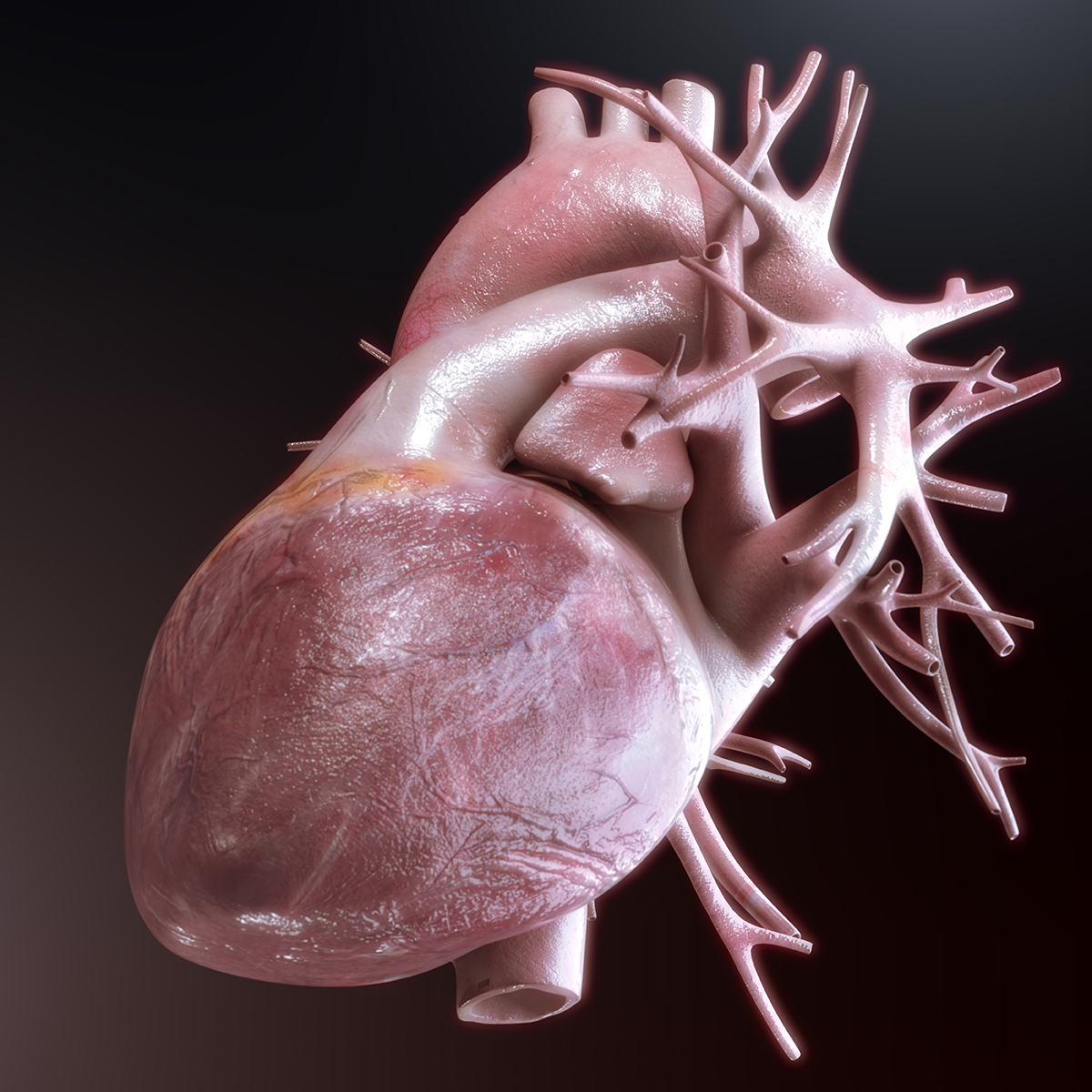 realistic human heart 3d model