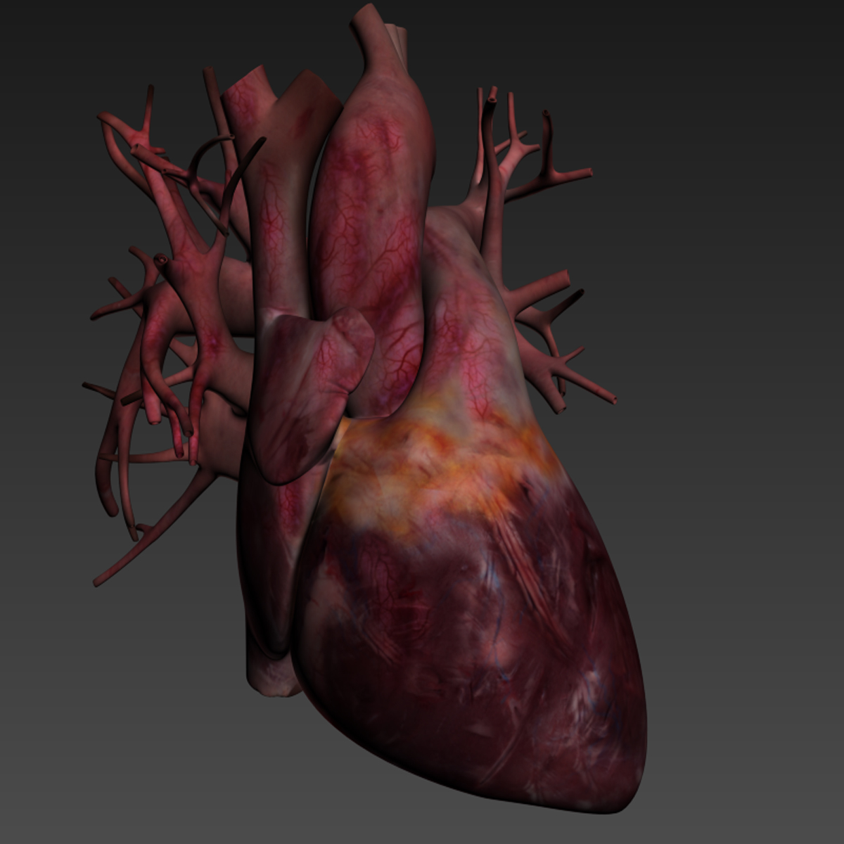 realistic human heart 3d model