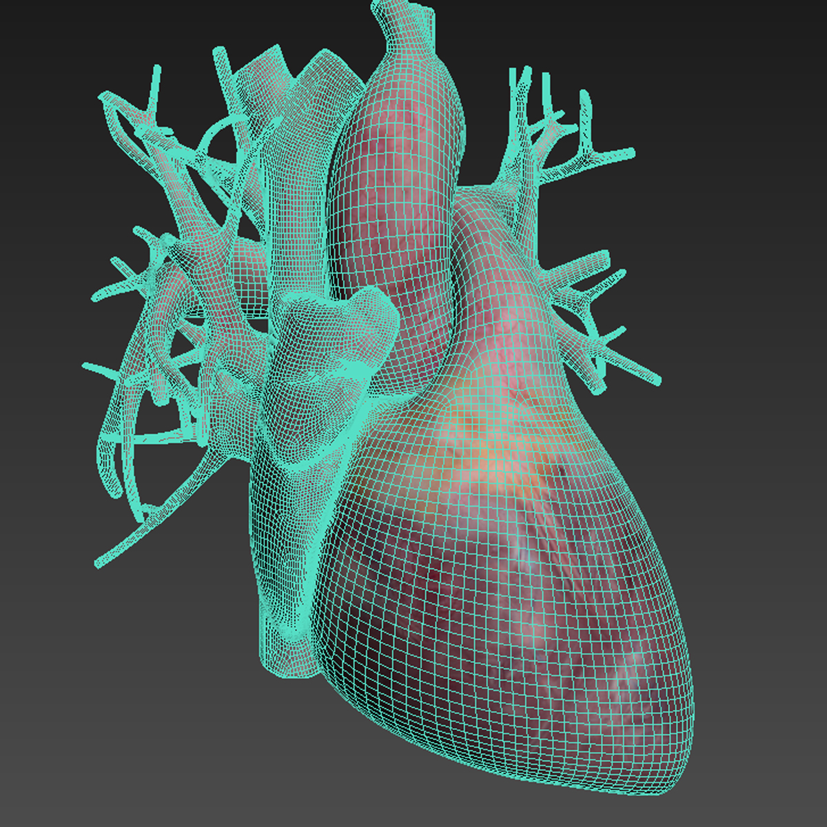 realistic human heart 3d model