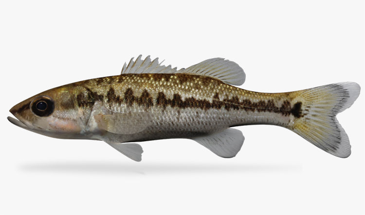 micropterus punctulatus spotted bass ma
