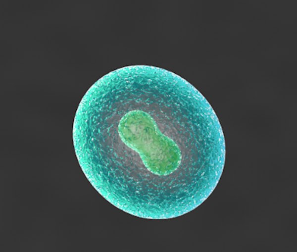 3d model cell division