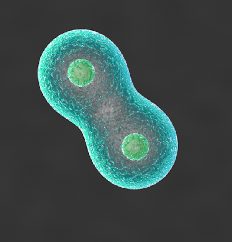 3d model cell division