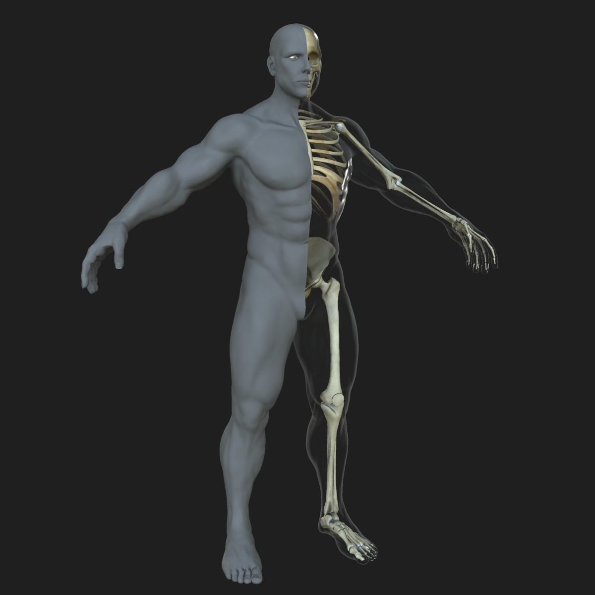 3d male skeleton skin body