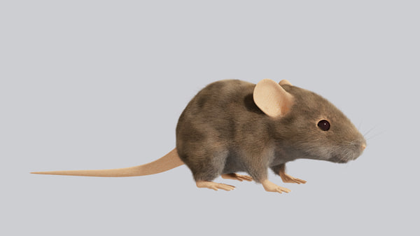 Free 3D Mouse Models | TurboSquid