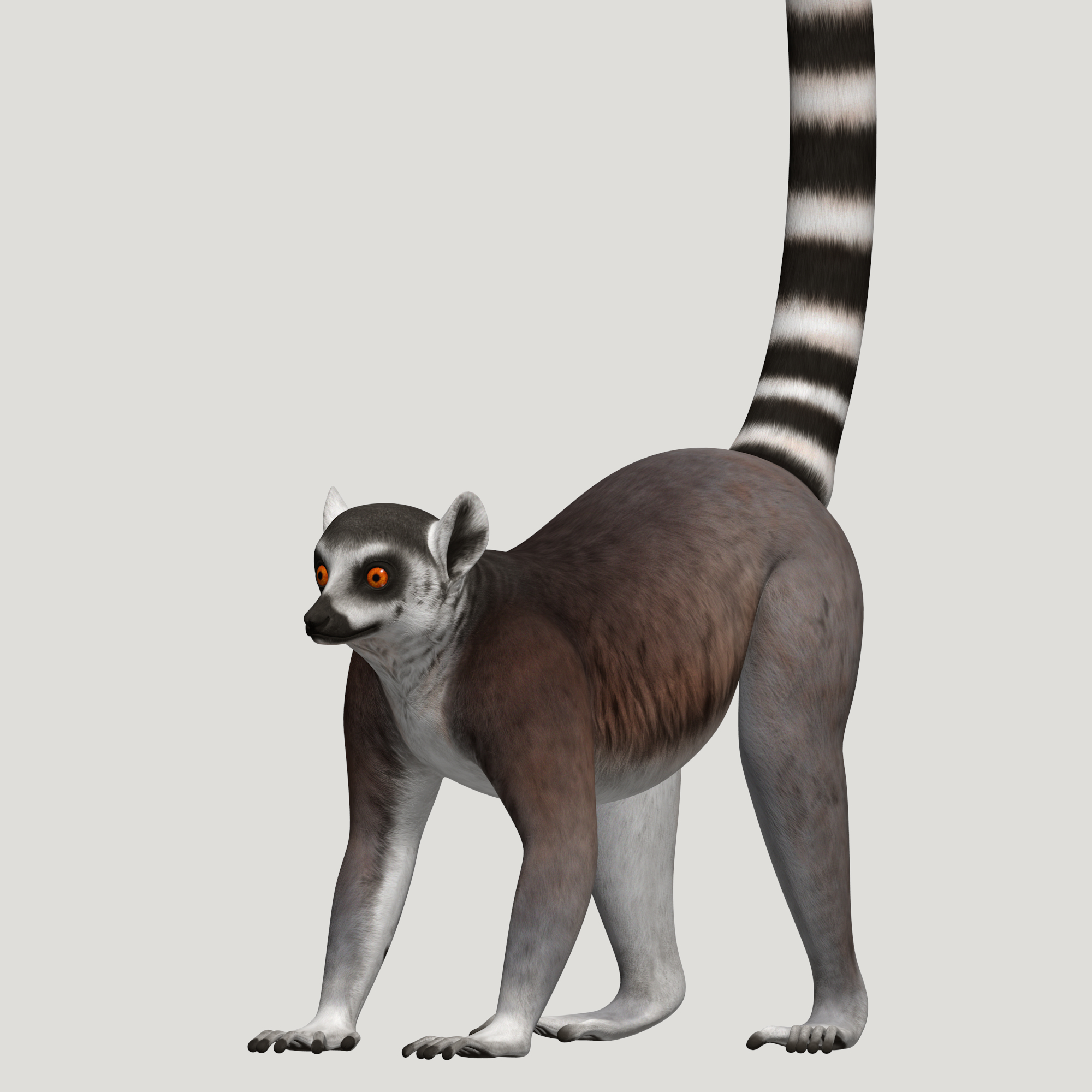 3d lemur model