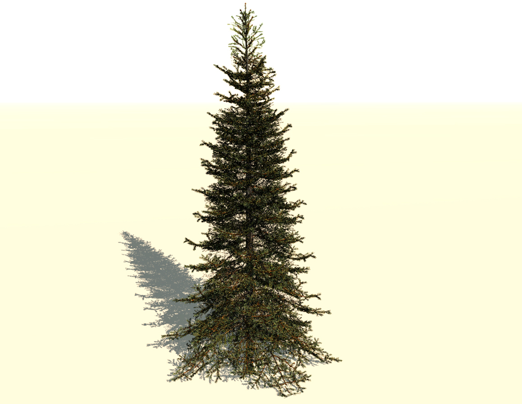fir tree 3d c4d
