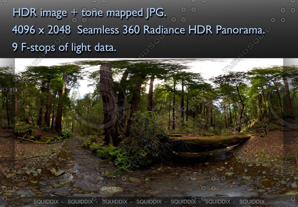 Texture 360 panorama forest