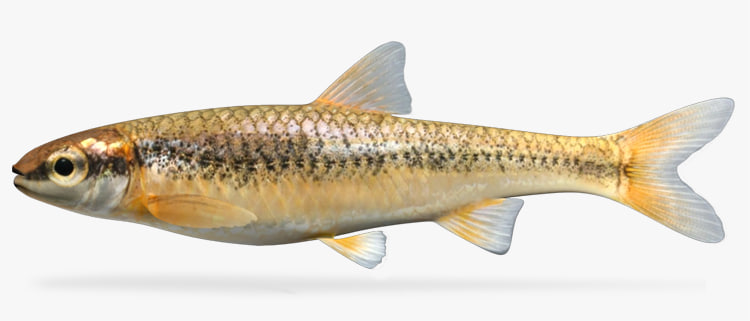 3d model notropis nubilus ozark minnow