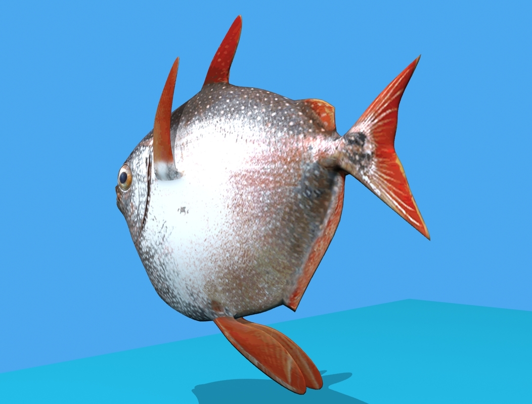 opah fish 3d max