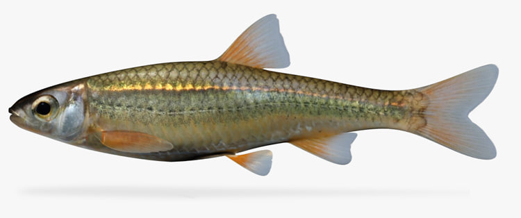 fbx notropis nubilus ozark minnow