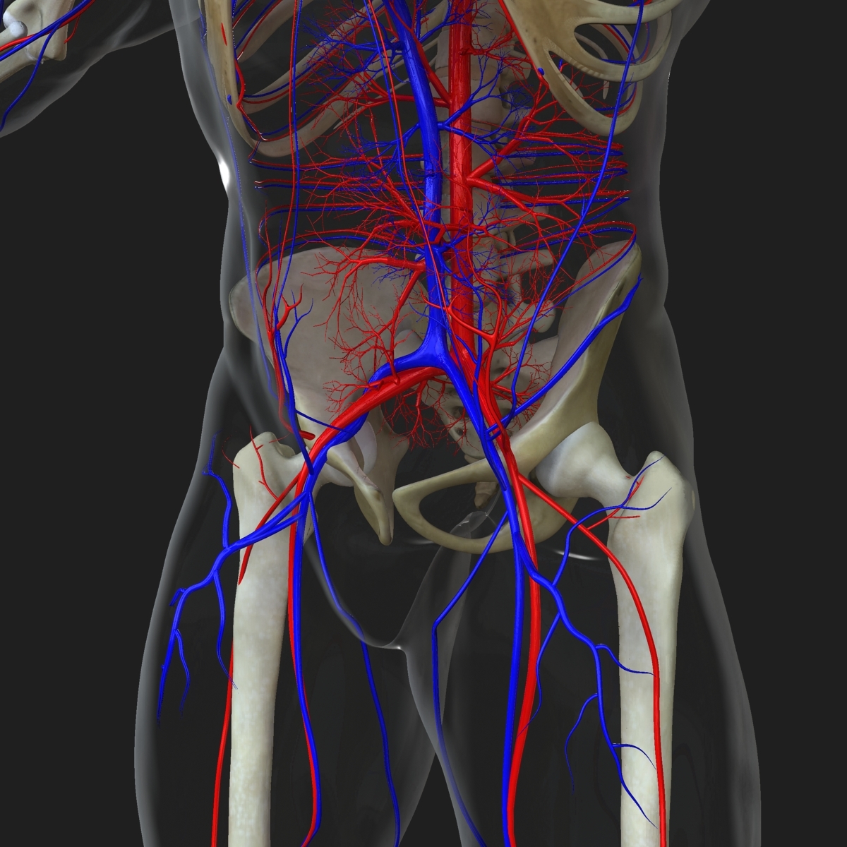 3d model circulatory skeleton veins body character