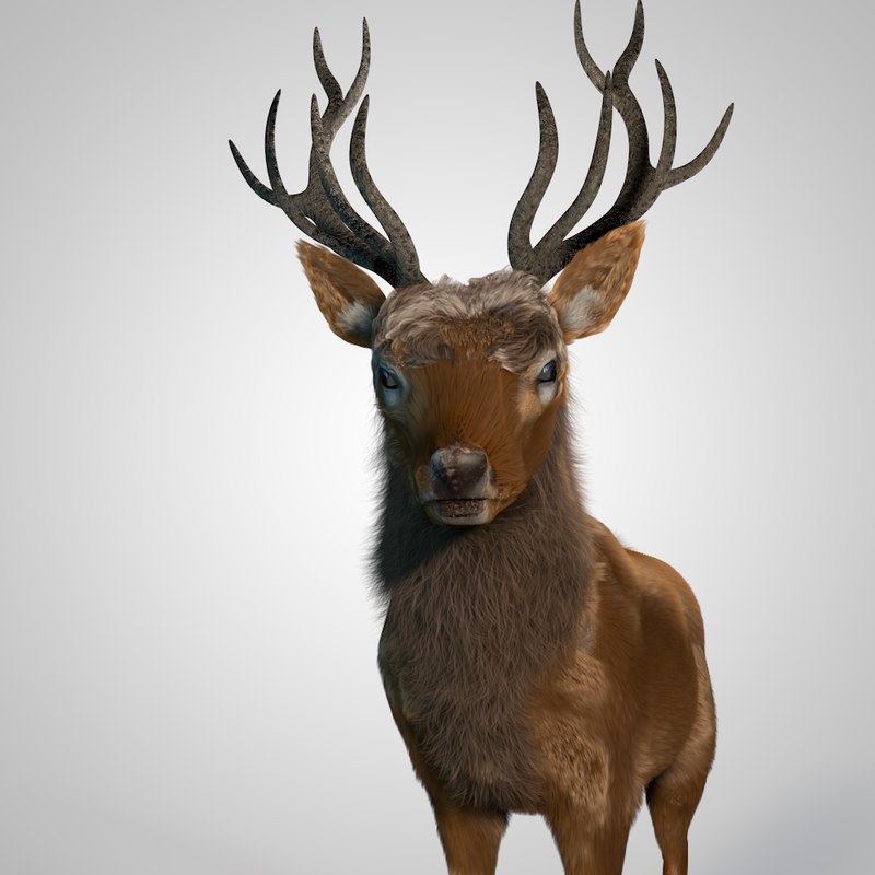 deer stag 3d model