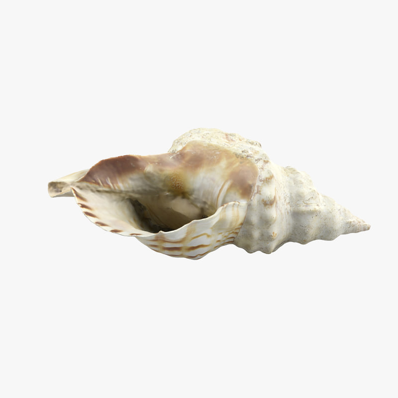 seashell animations 3d 3ds