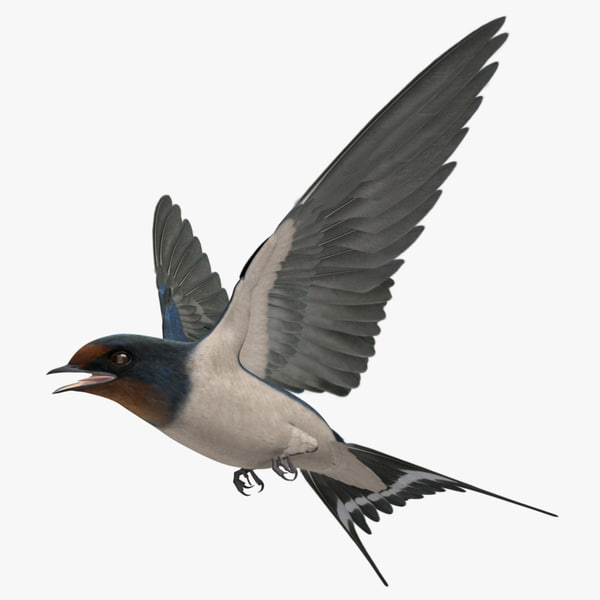 hirundo rustica barn swallow 3d obj