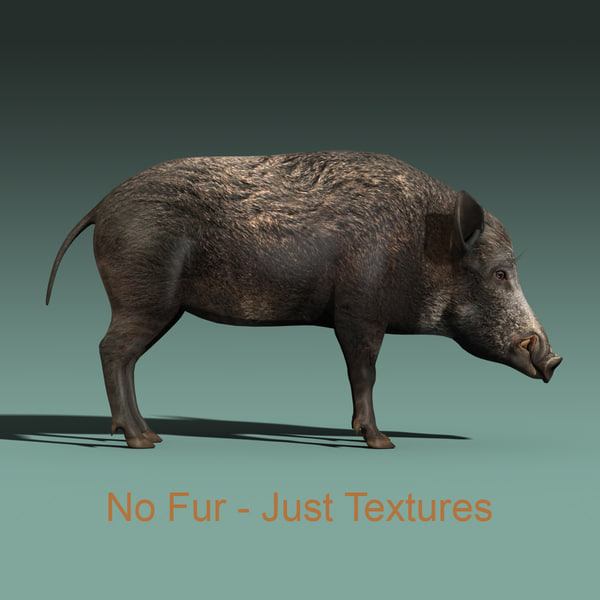 wild boar fur max