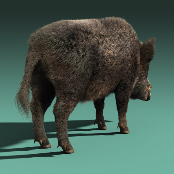 3d model wild boar fur rigged