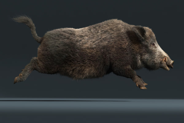 3d model wild boar fur rigged