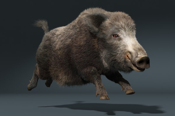 3d model wild boar fur rigged