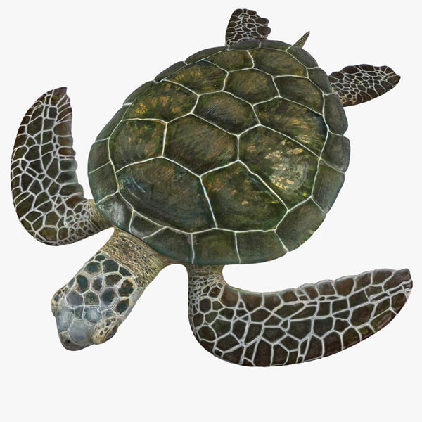 turtle shell 3d model