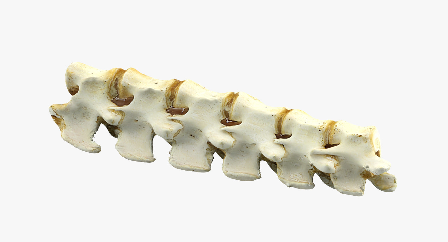 realistic animal spine 3ds