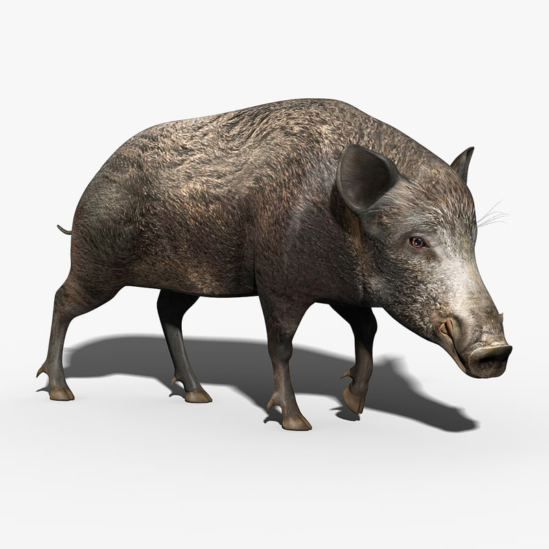 wild boar rigged 3d max