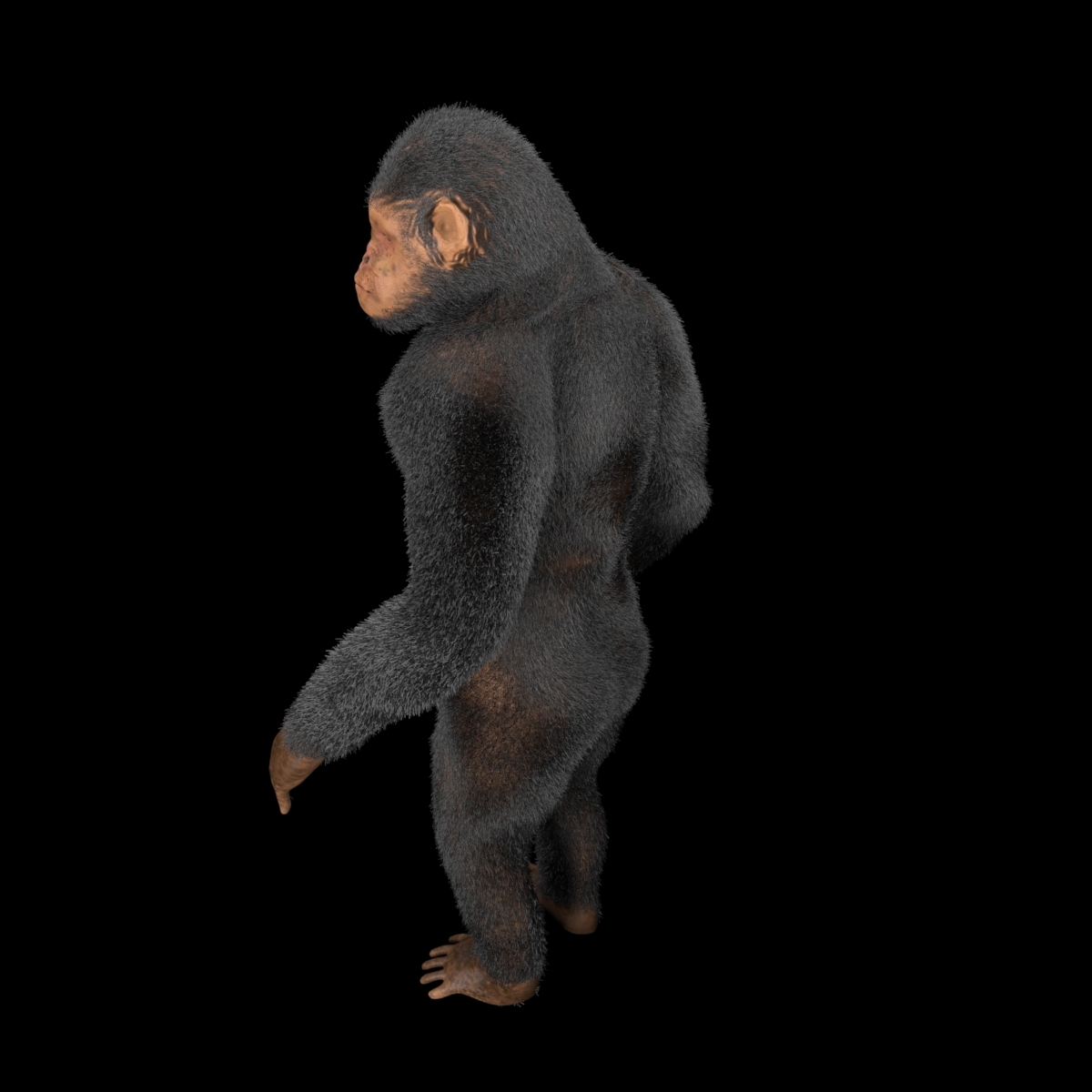 3d obj chimpanzee rigged fur