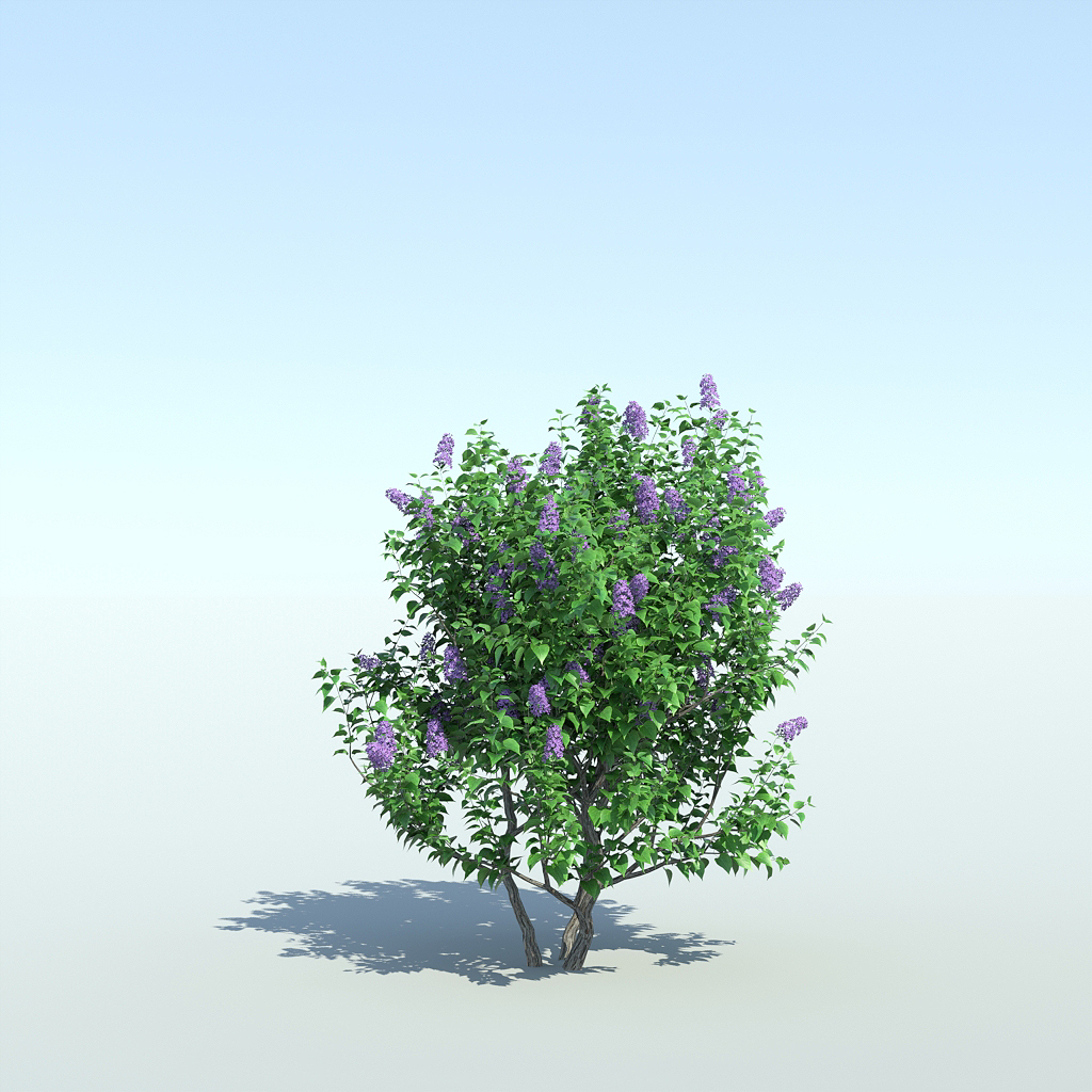 3d model lilac tree