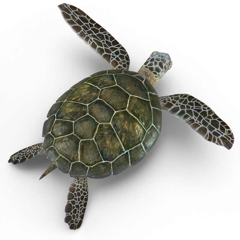 3d sea turtle pose 3