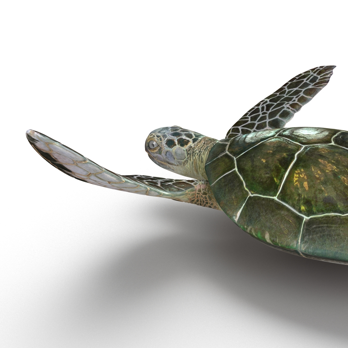 3d sea turtle pose 3