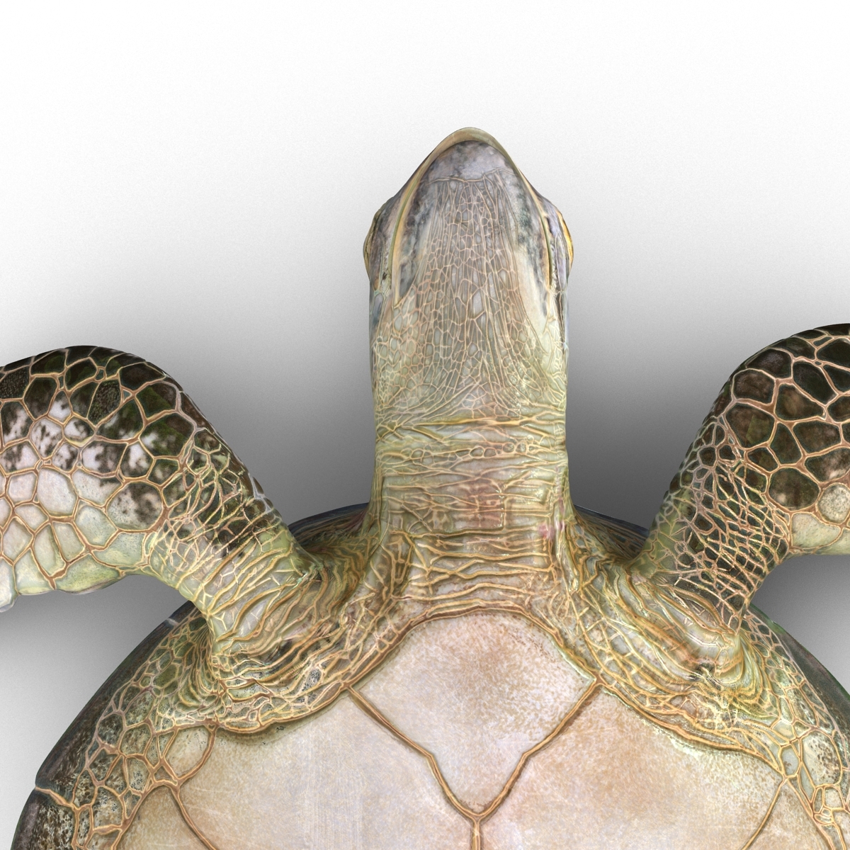 3d sea turtle pose 3