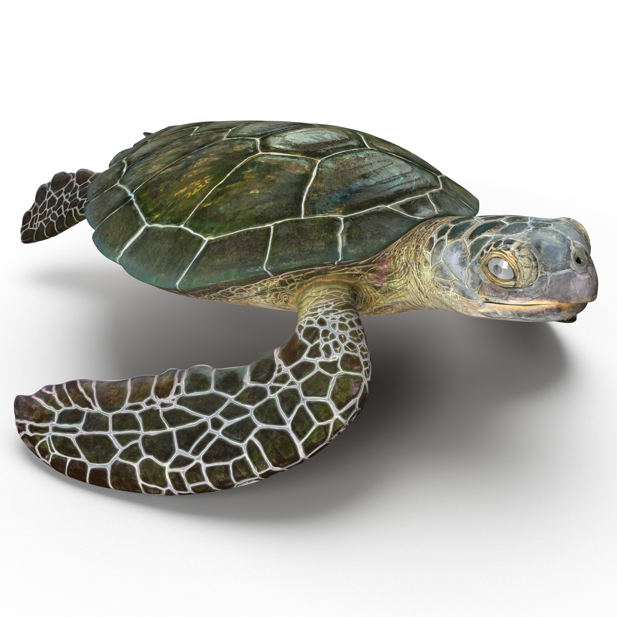 3d sea turtle pose 2