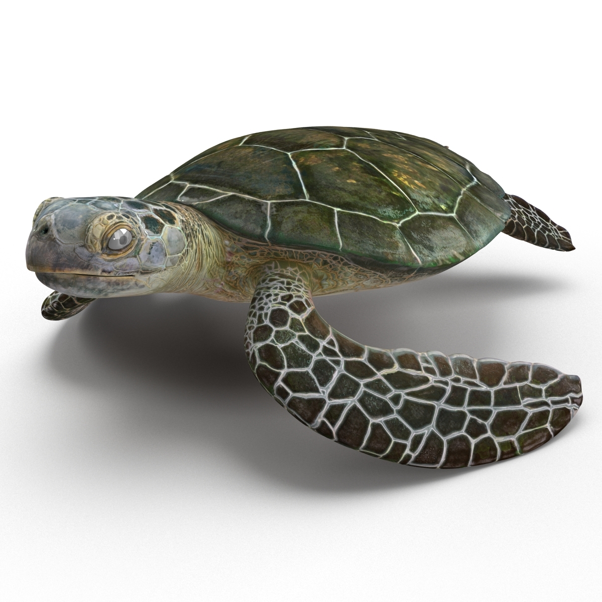 3d sea turtle pose 2
