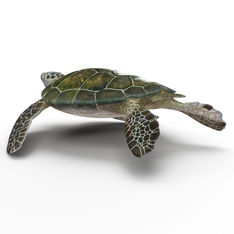 3d sea turtle pose 2