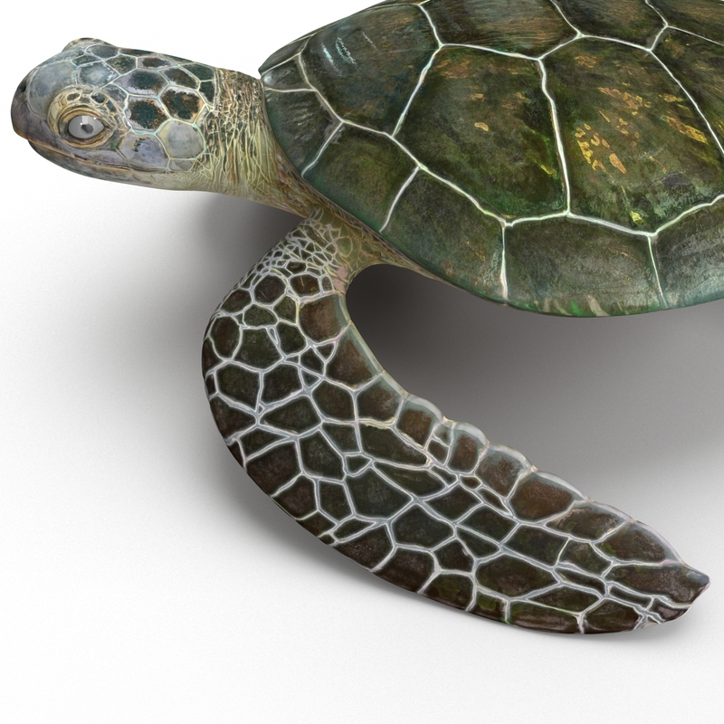 3d sea turtle pose 2