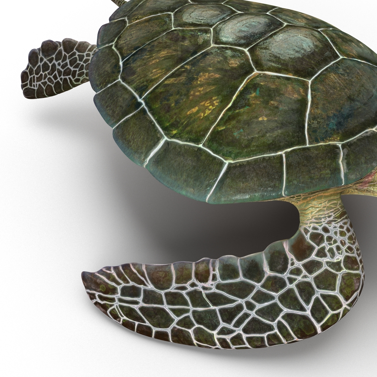 3d sea turtle pose 2
