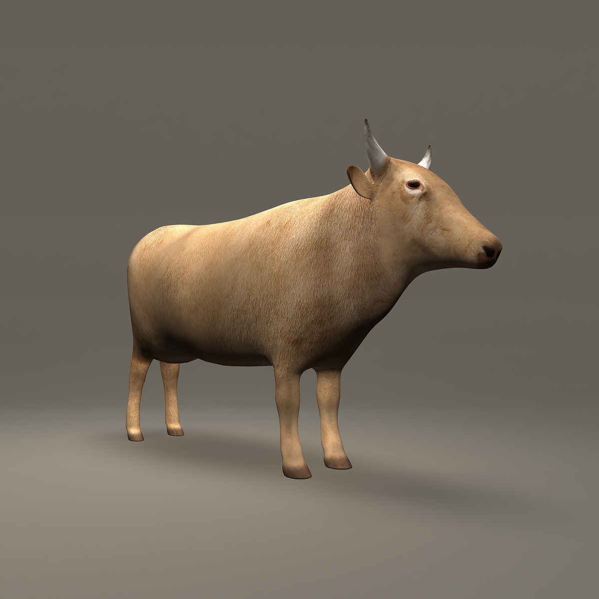 cow brown 3d model