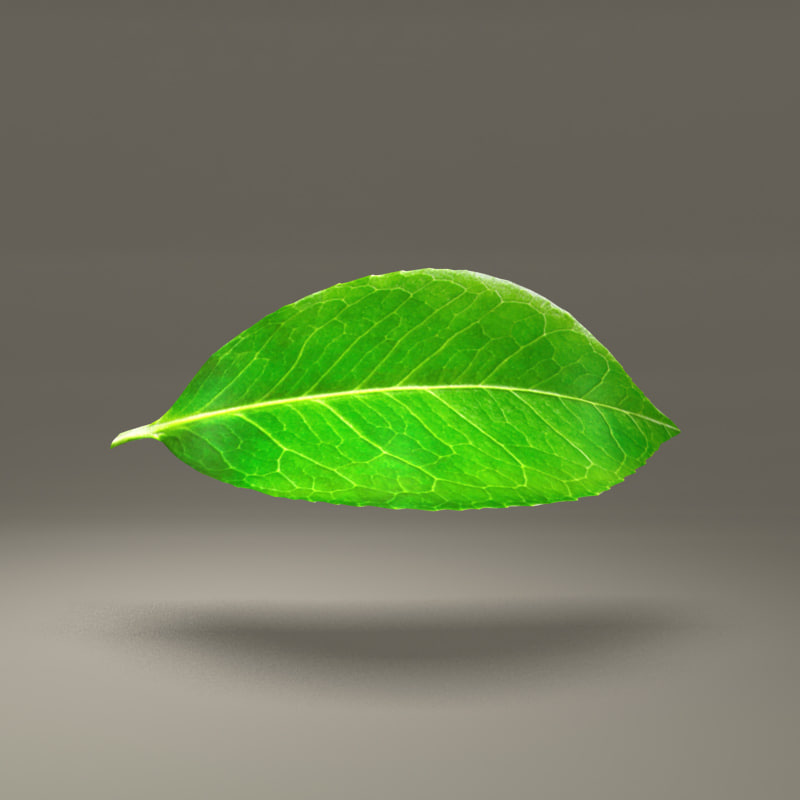 green leaf 3d obj