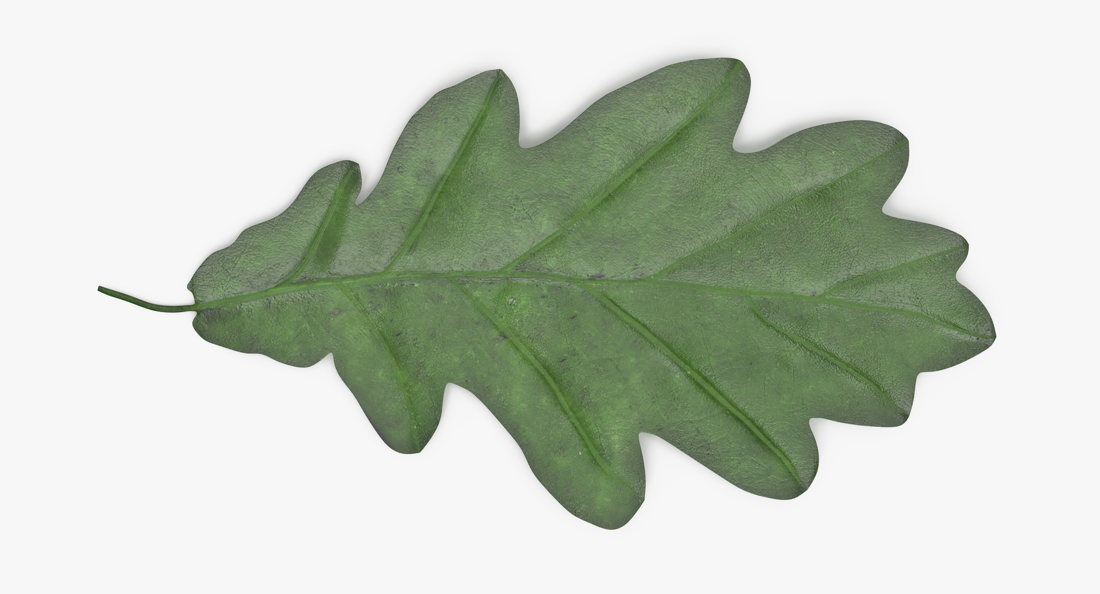 oak leaf green 01 max