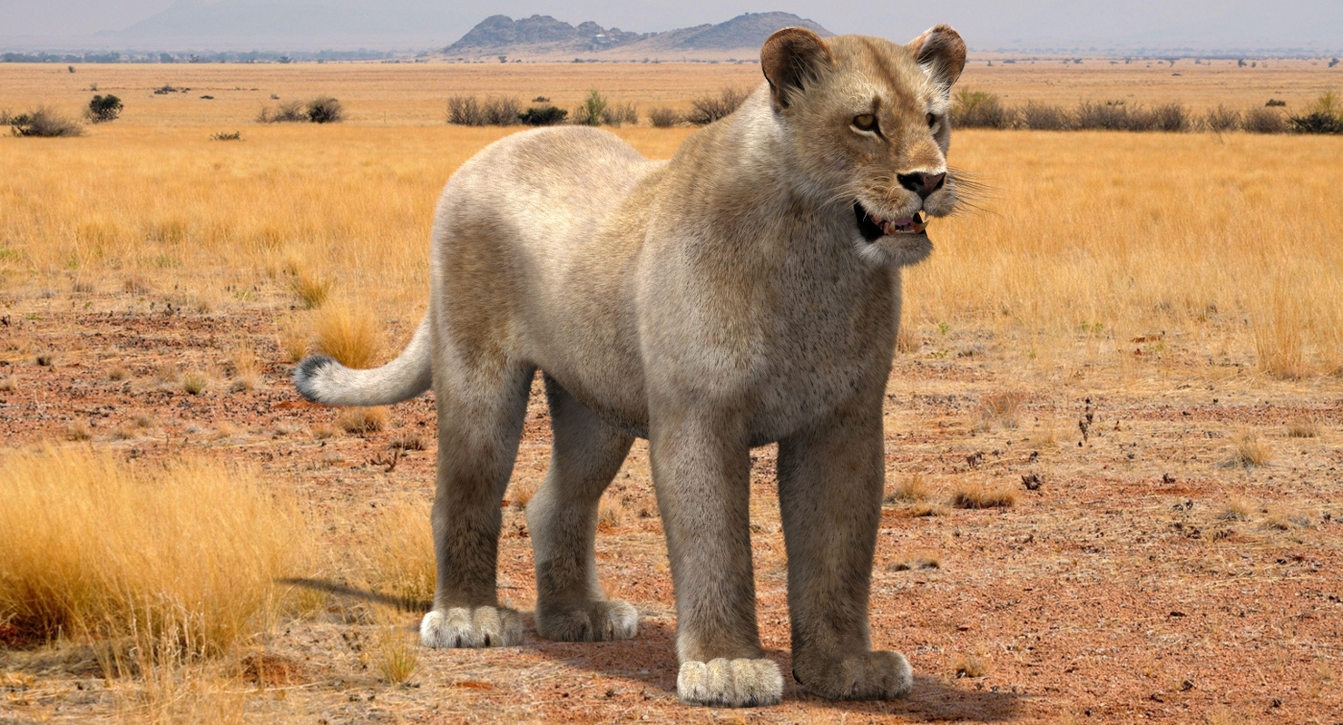 3d lioness fur