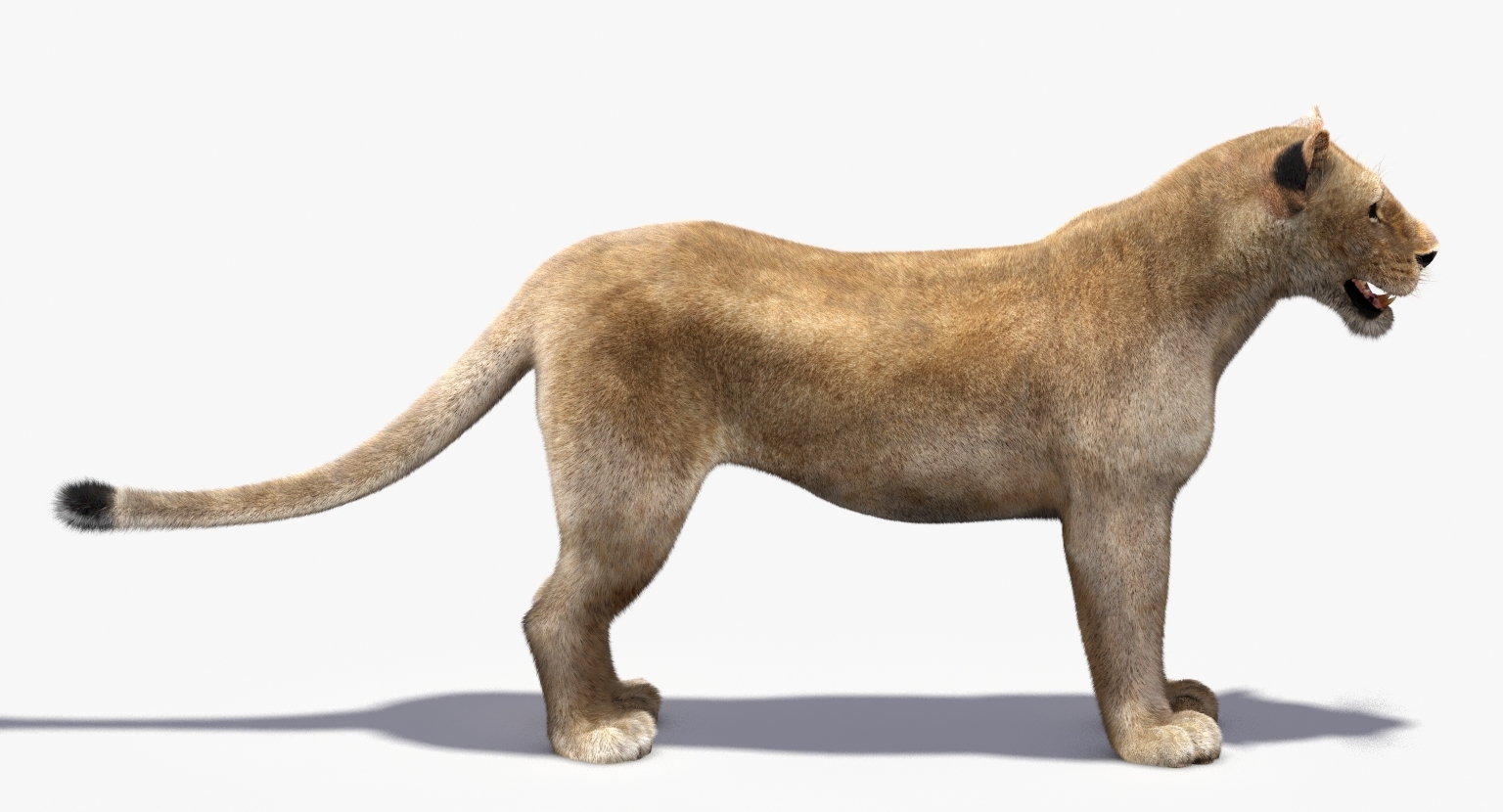 3d lioness fur