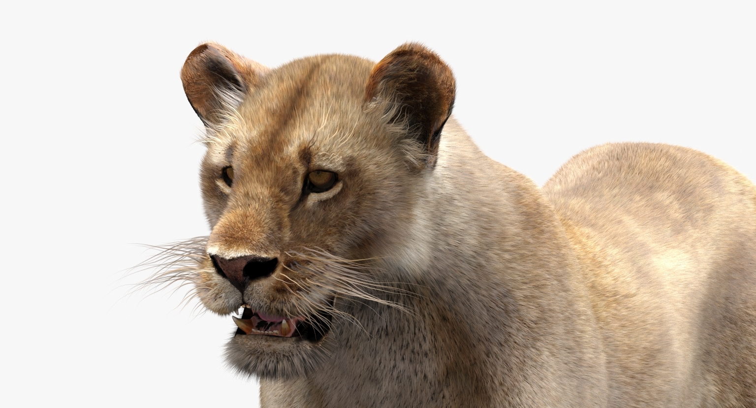 3d lioness fur