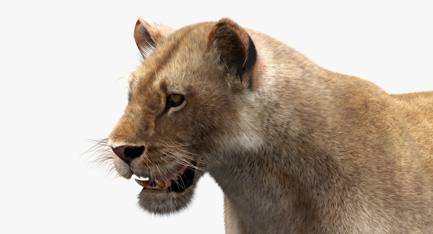 3d lioness fur