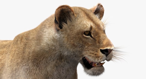 3d lioness fur