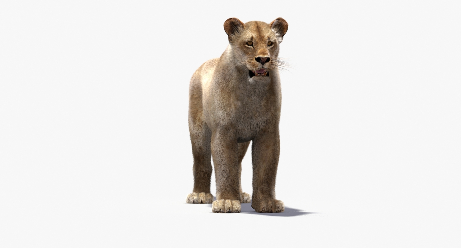 3d lioness fur