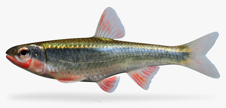 3d model luxilus cardinalis cardinal shiner