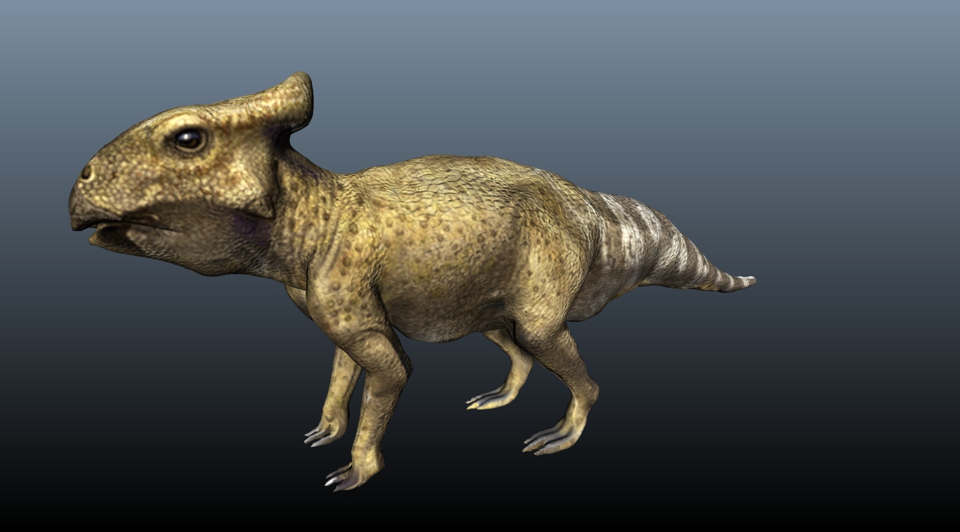 obj protoceratop