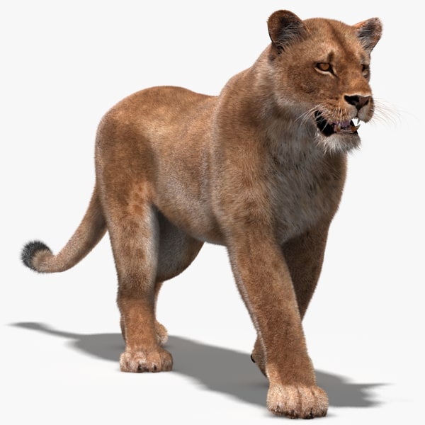Lion 3D Models for Download | TurboSquid